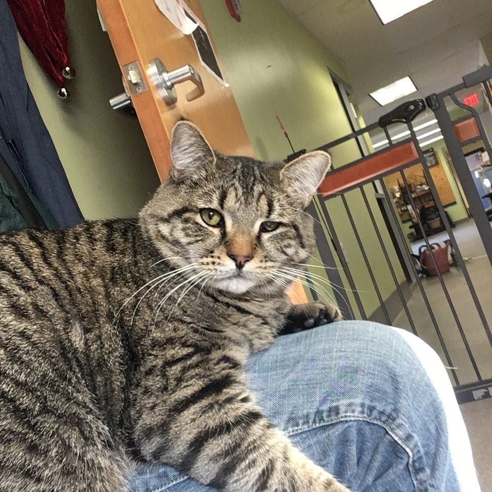 Tabitha, the cat with cattitude! | WATD 95.9 FM