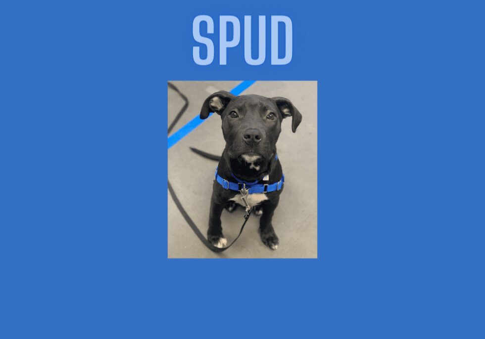 Say hello to Spud, our pet of the week! | WATD 95.9 FM