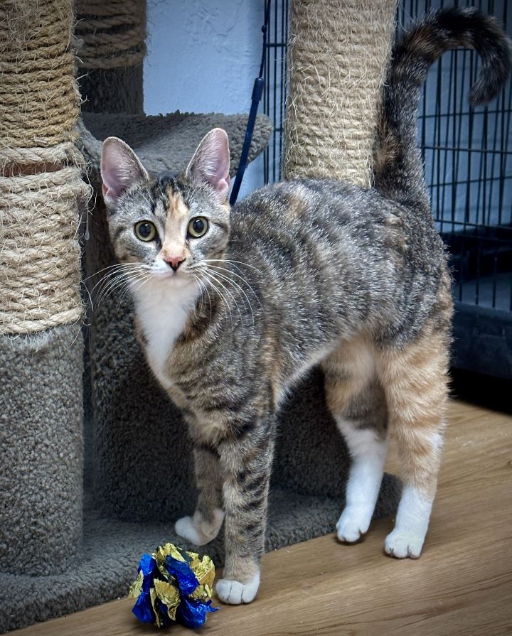 Petunia the cat is ready to blossom in her new home! | WATD 95.9 FM