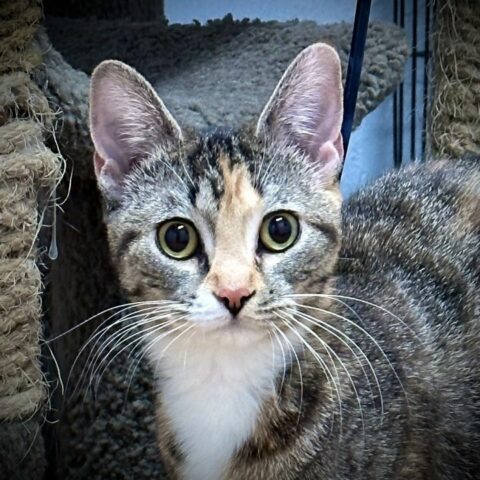 Petunia the cat is ready to blossom in her new home! | WATD 95.9 FM
