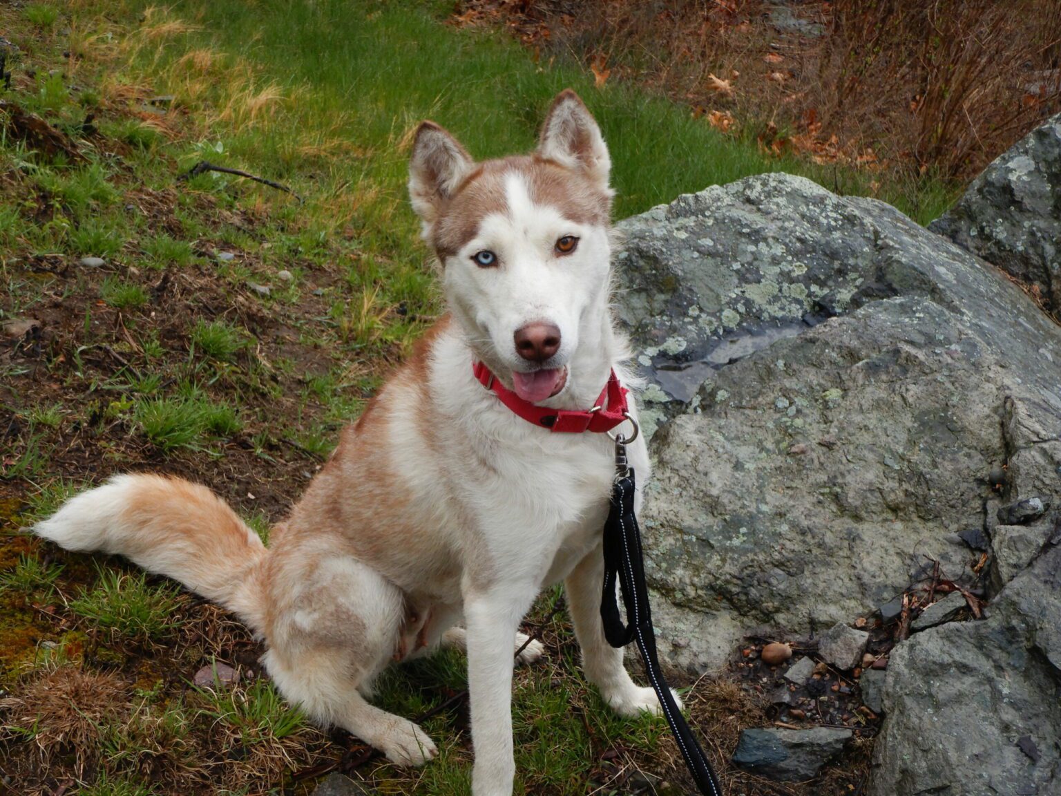 Meet sweet Honey the Husky, our Pet of the Week! | WATD 95.9 FM