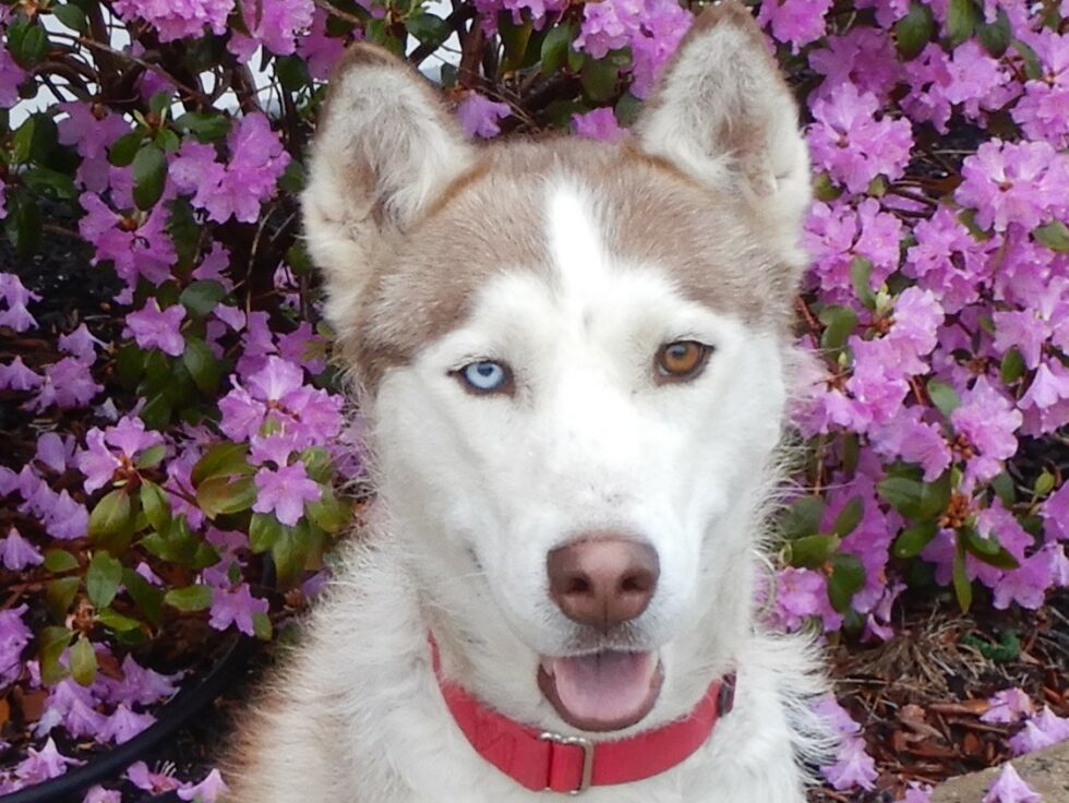 Meet sweet Honey the Husky, our Pet of the Week! | WATD 95.9 FM