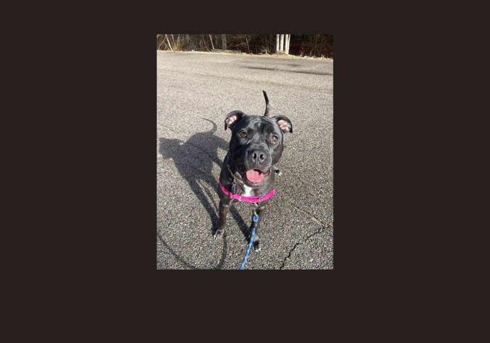 Pitbull mix Neo is putting his ruff start behind him in hopes of ...