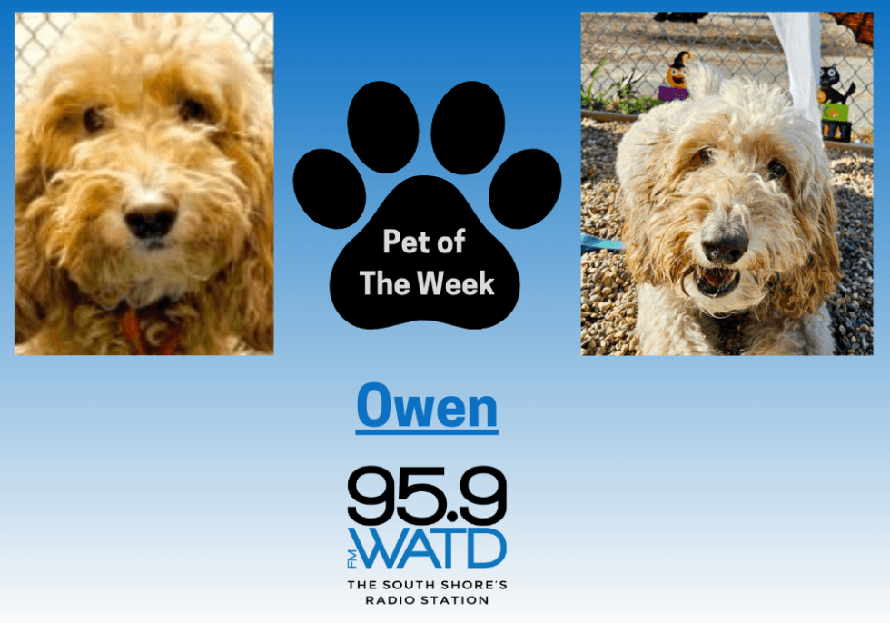 Meet our Pet of the Week, Owen | WATD 95.9 FM