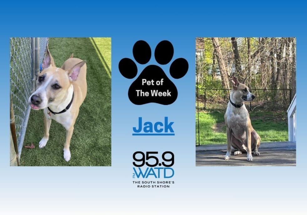 Meet our Pet of the Week, Jack | WATD 95.9 FM