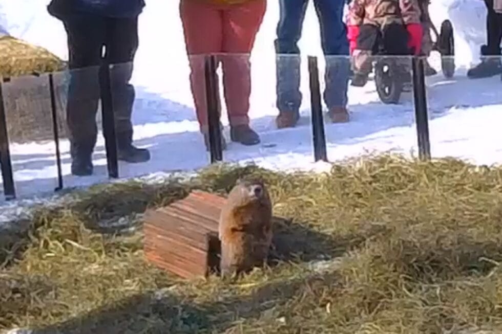 Ms. G Makes Groundhog Day Prediction | WATD 95.9 FM