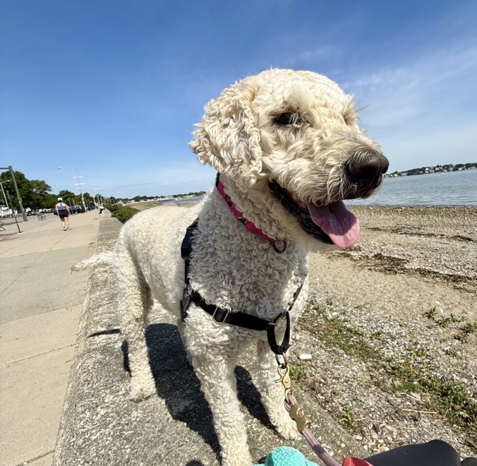 Meet our Pet of the Week, Cookie | WATD 95.9 FM