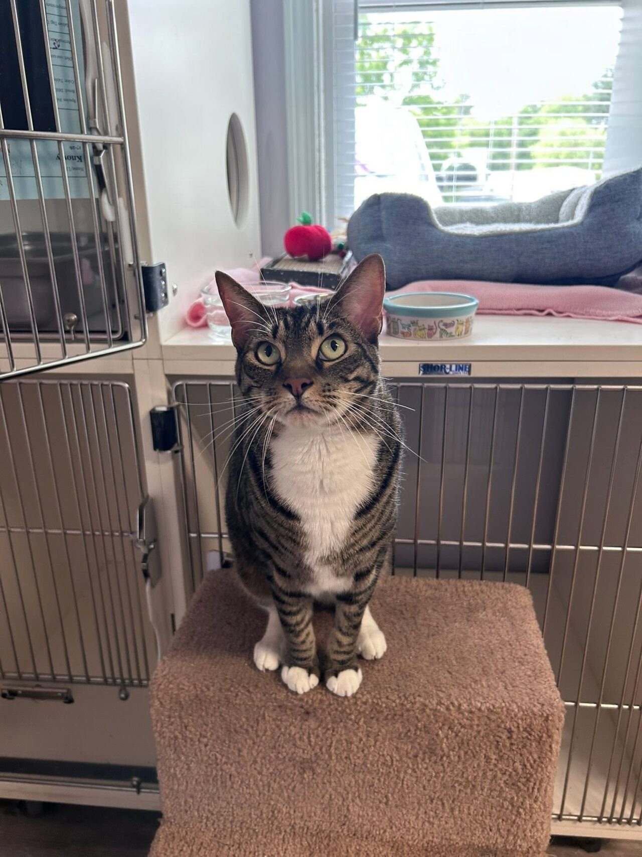 Meet our Pet of the Week, Knowy | WATD 95.9 FM